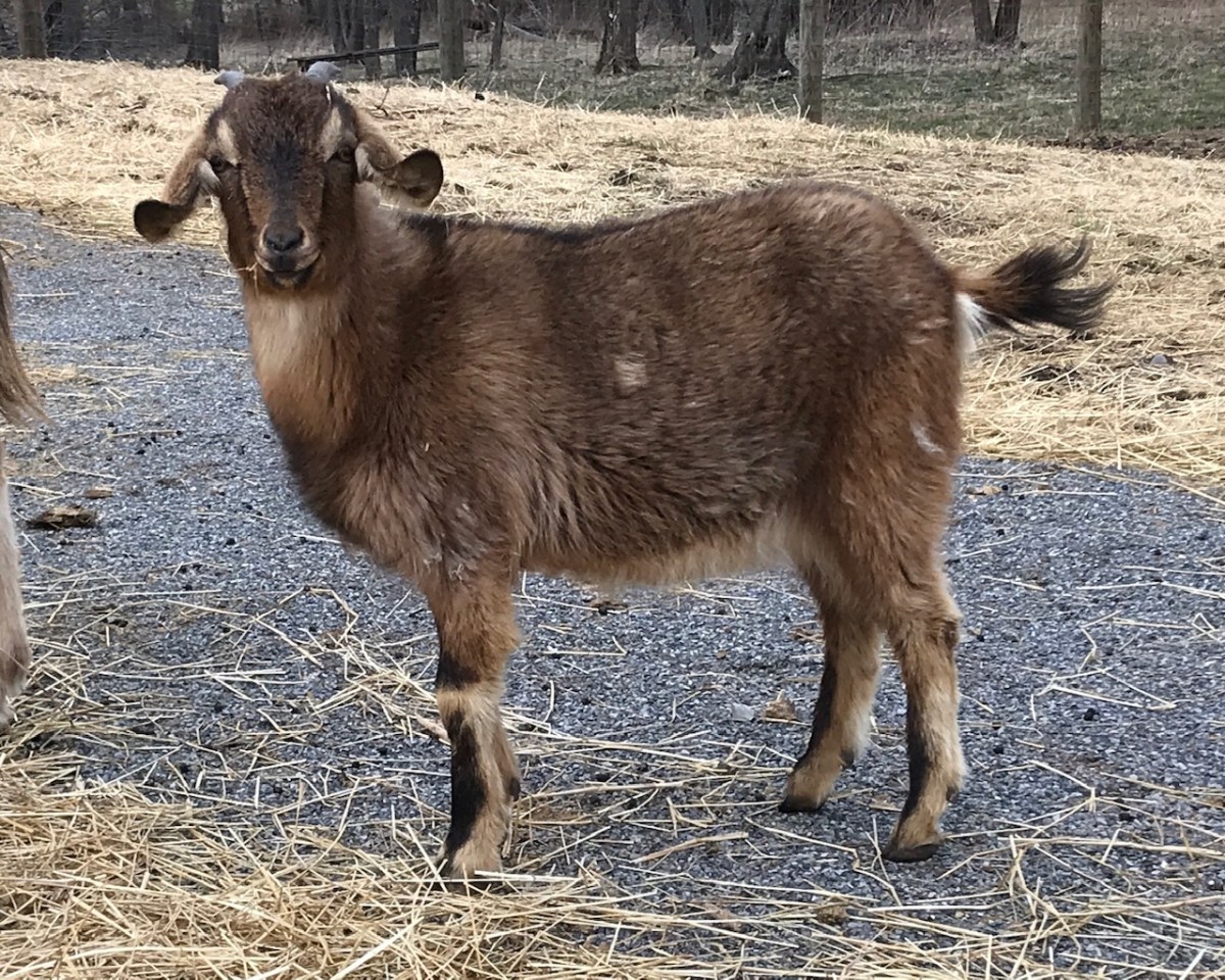 Kiko doe for Sale… Sold. Thank you Kathy! – K-SQUARED RANCH