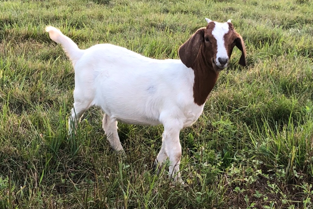 K1127 Luna. Fullblood Boer doeling SOLD. – K-SQUARED RANCH